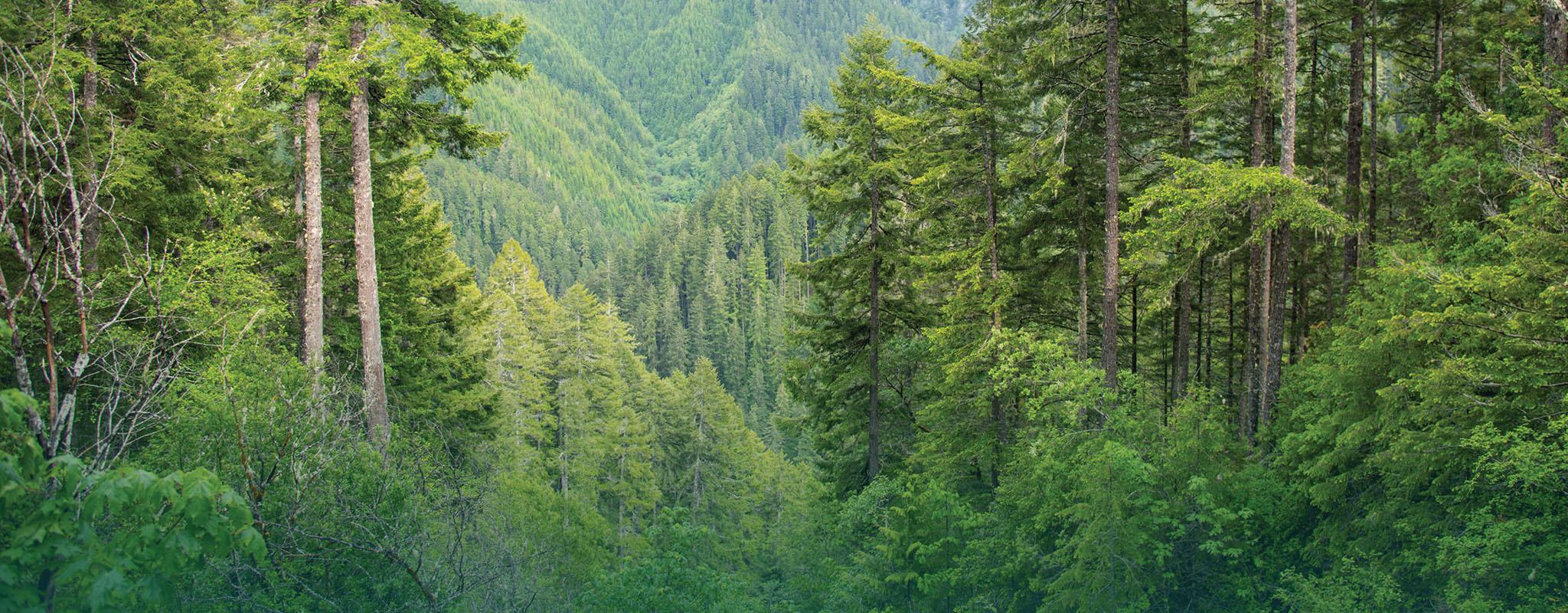 Homepage | College of Forestry